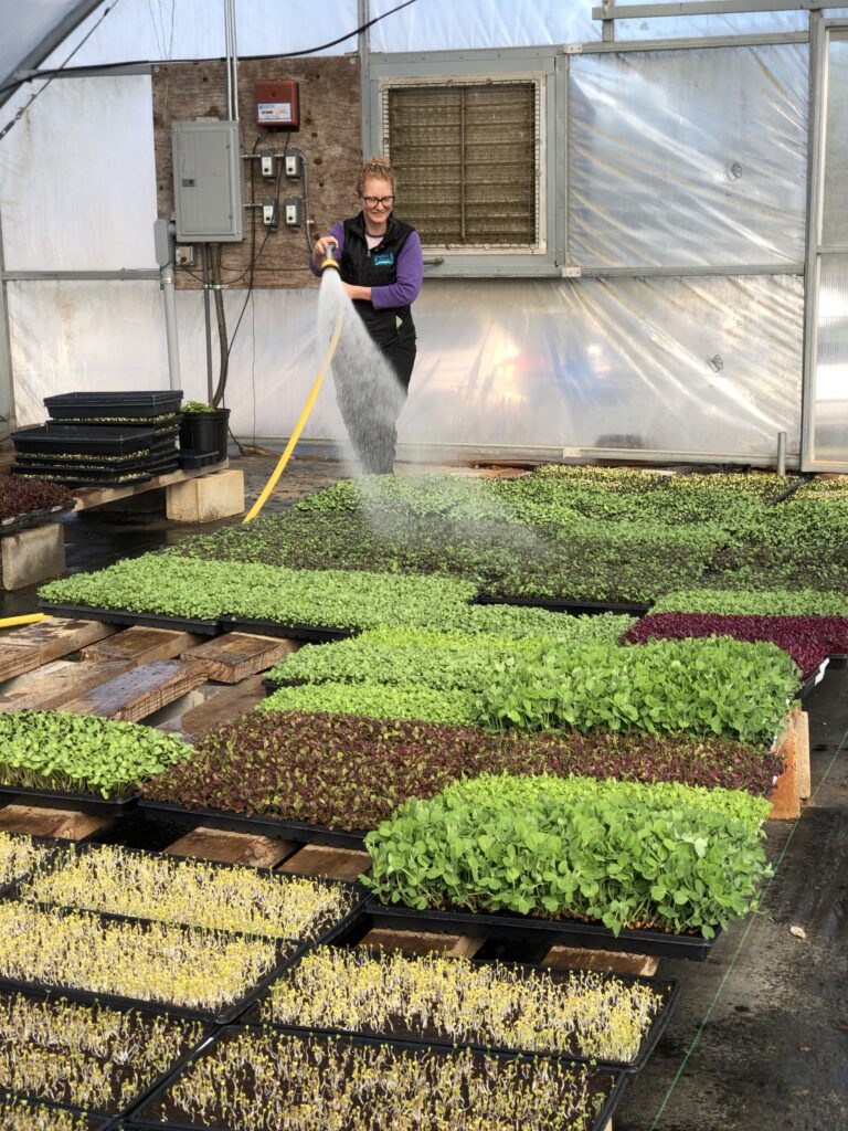 Microgreens – Fair Share Farm | N.C. Cooperative Extension